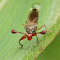 Hammer-head fly / stalk-eyed fly | Project Noah