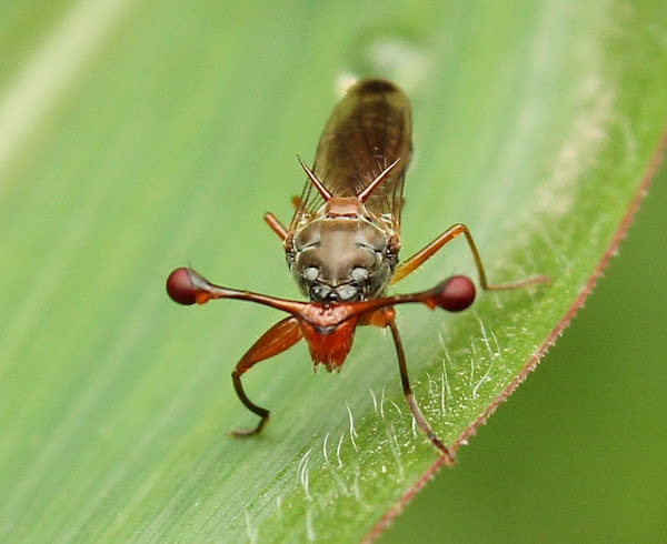 Hammer-head fly / stalk-eyed fly | Project Noah