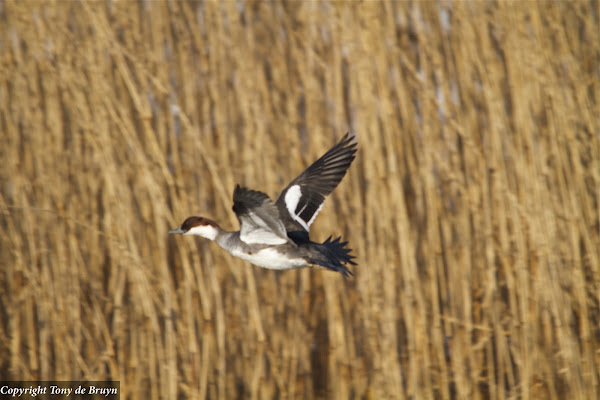 Smew, Female | Project Noah