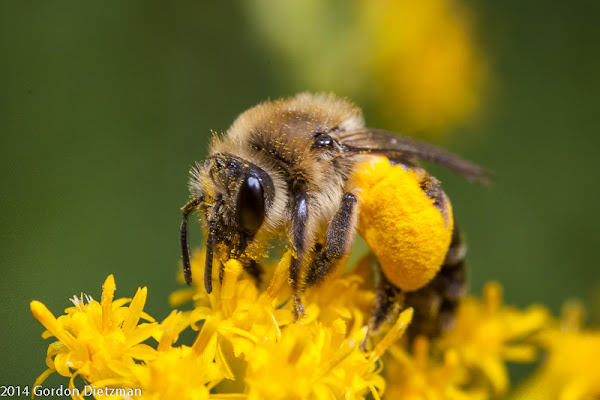 Western Honey Bee | Project Noah