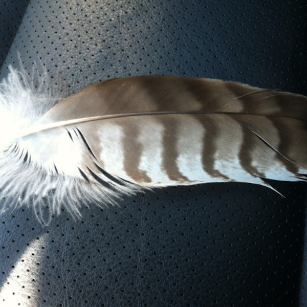 Red-tailed hawk (feather) | Project Noah