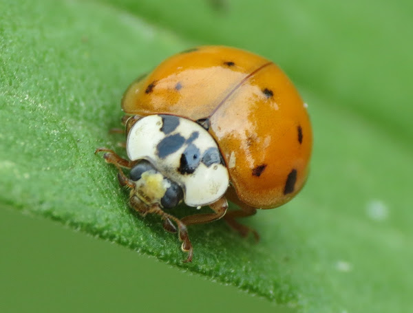 Asian lady beetle/Japanese ladybug | Project Noah