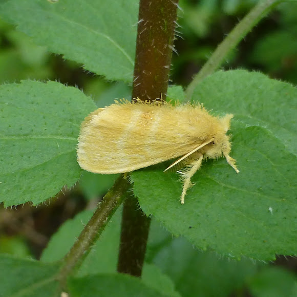 Euproctis sp. | Project Noah