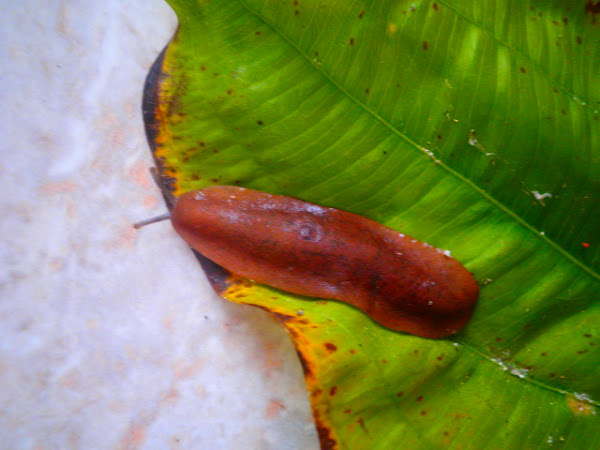 Indonesian land slug | Project Noah