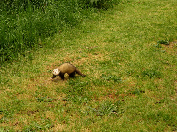 Ferret | Project Noah