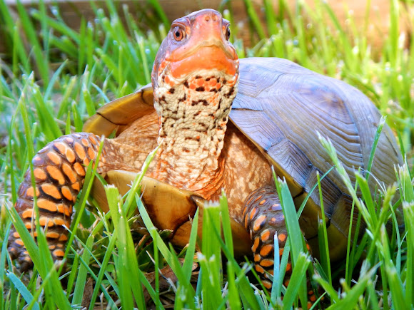 Three-toed Box Turtle | Project Noah