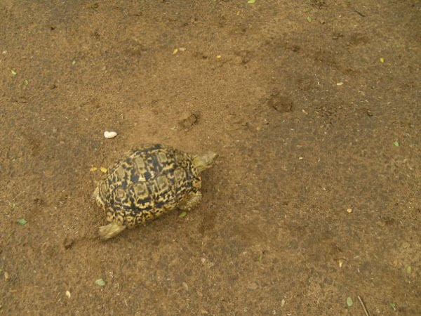 Leopard tortoise | Project Noah