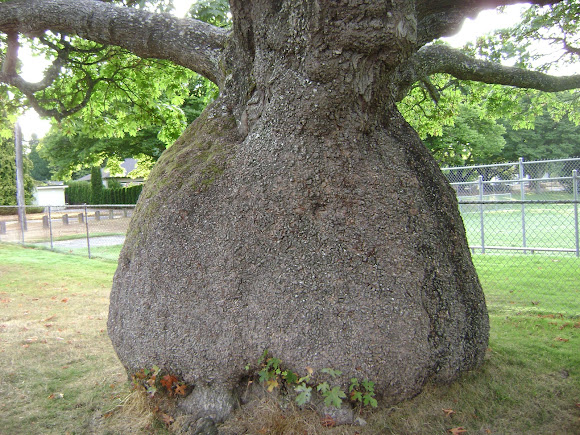 Big leaf maple burl | Project Noah