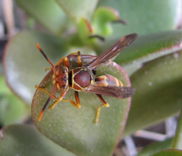 Common Paper Wasp | Project Noah