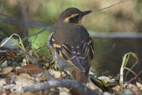 Varied Thrush (juvenile) | Project Noah