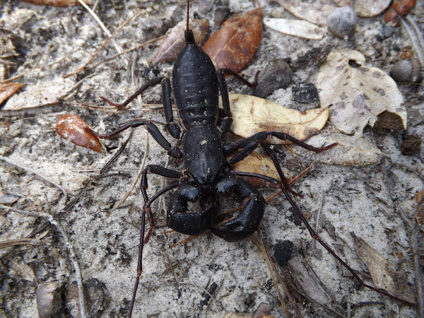 Vinegaroon | Project Noah