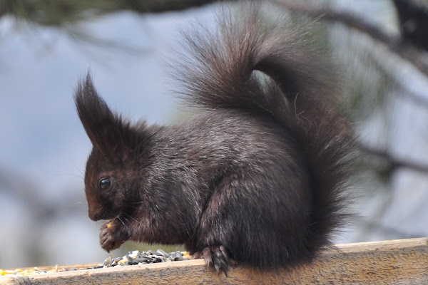 Abert's Squirrel | Project Noah
