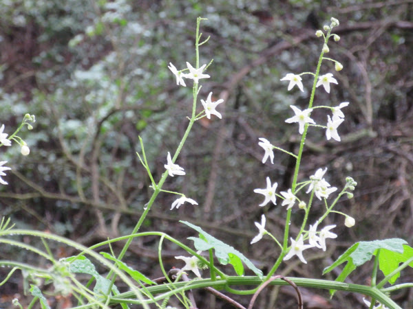 Cucamonga Manroot | Project Noah
