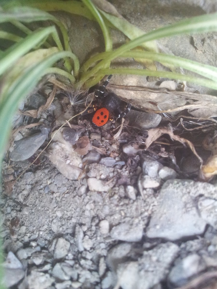 Lady bird spider | Project Noah