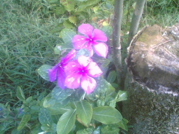 Madagascar Rosy Periwinkle | Project Noah