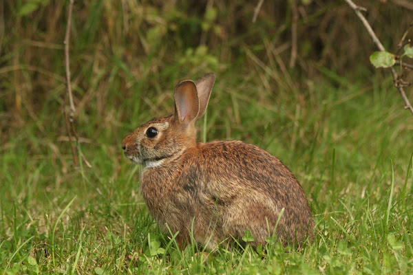 Eastern Cottontail | Project Noah