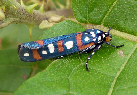 Chicharrita | Project Noah