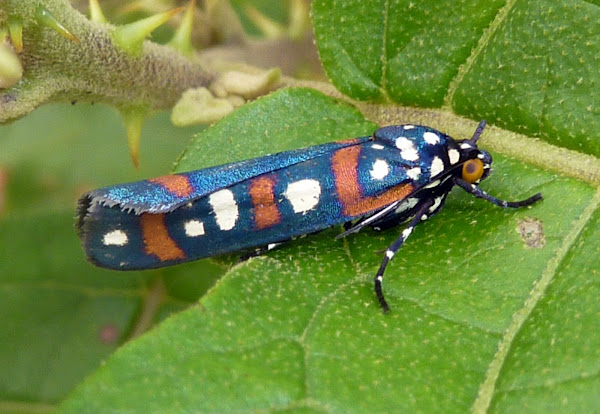 Chicharrita | Project Noah