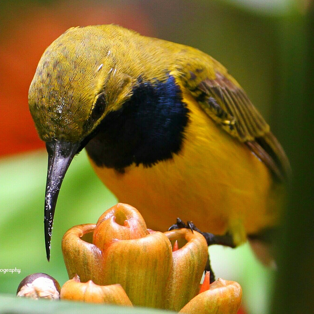 sunbird | Project Noah