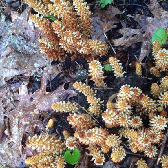 Bear corn | Project Noah