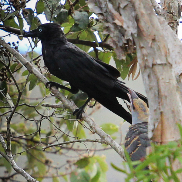 Channel-billed Cuckoo being fed by Raven | Project Noah