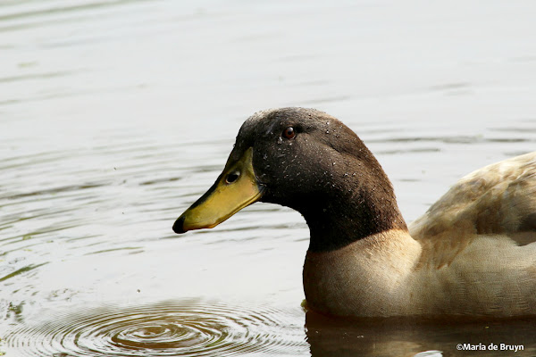 Mallard-Pekin duck | Project Noah