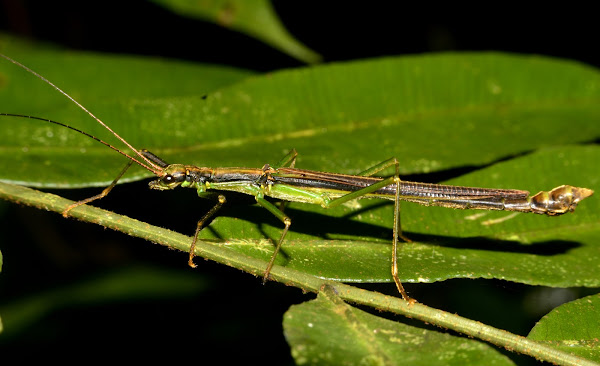 Winged Stick Insect, Phasmid - Male | Project Noah