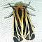 Harnessed Tiger Moth | Project Noah