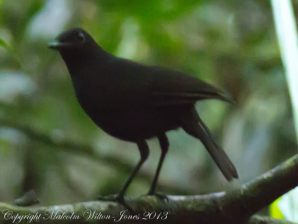 Bornean Whistling Thrush | Project Noah
