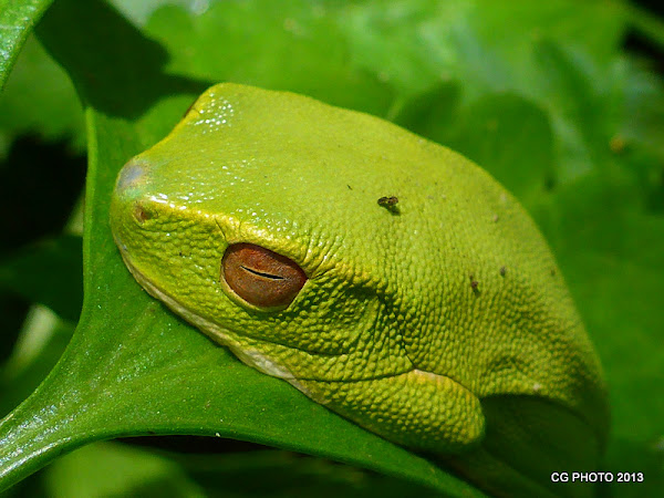 Graceful Tree Frog | Project Noah