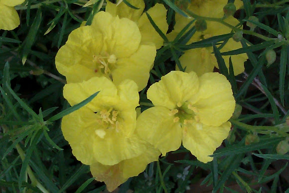 Calylophus | Project Noah