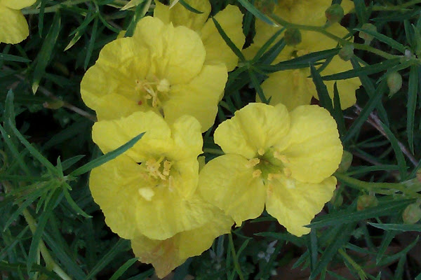 Calylophus | Project Noah