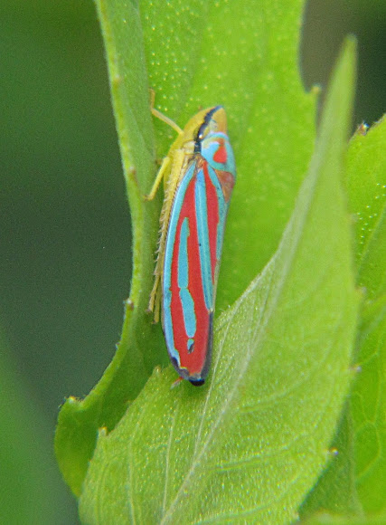 Candy-striped Leafhopper | Project Noah