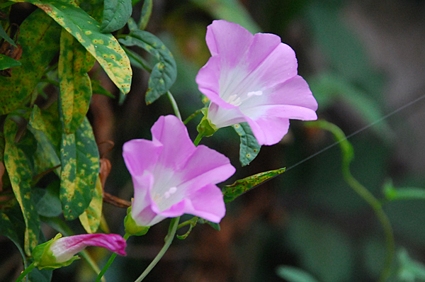 Bindweed | Project Noah