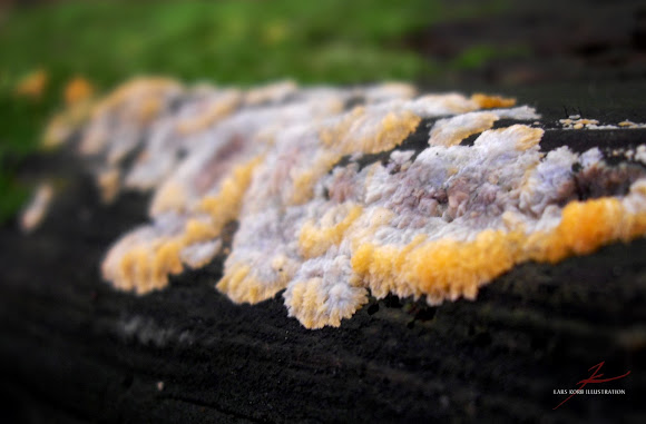 Phlebia radiata | Project Noah