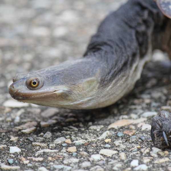 Eastern Long-necked Turtle | Project Noah