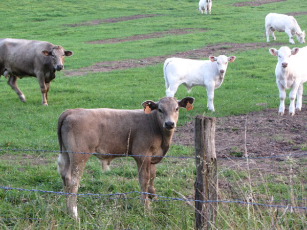 Cattle | Project Noah