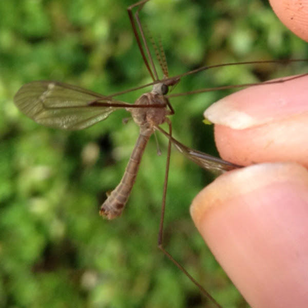 Common crane fly | Project Noah