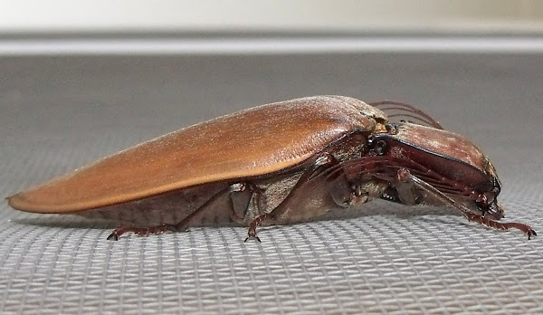 Giant Click Beetle | Project Noah
