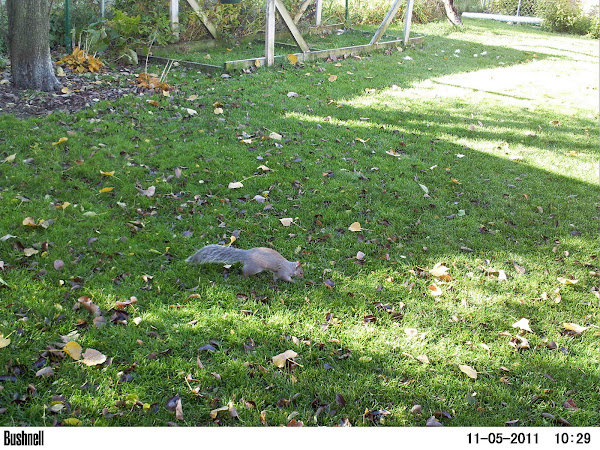 squirrel | Project Noah