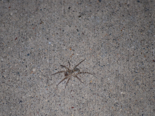 Beach wolf spider | Project Noah