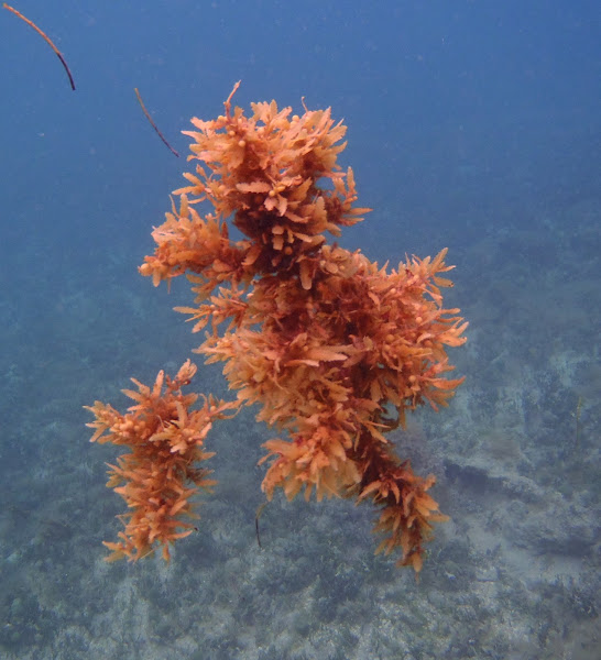 Sargassum Seaweed | Project Noah