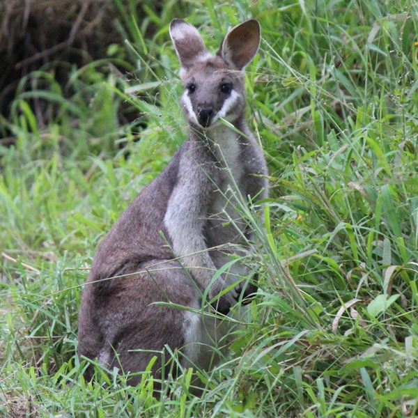Pretty-faced Wallaby | Project Noah