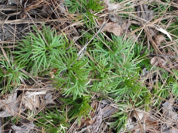 Running Ground Cedar | Project Noah