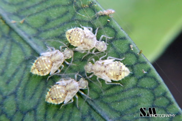 Barklice nymphs | Project Noah