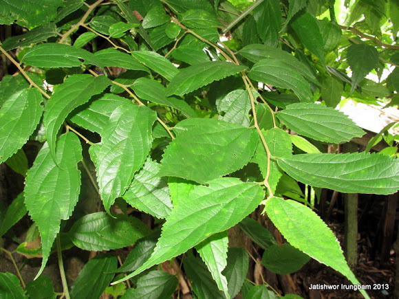 Eastern Nettle Tree | Project Noah