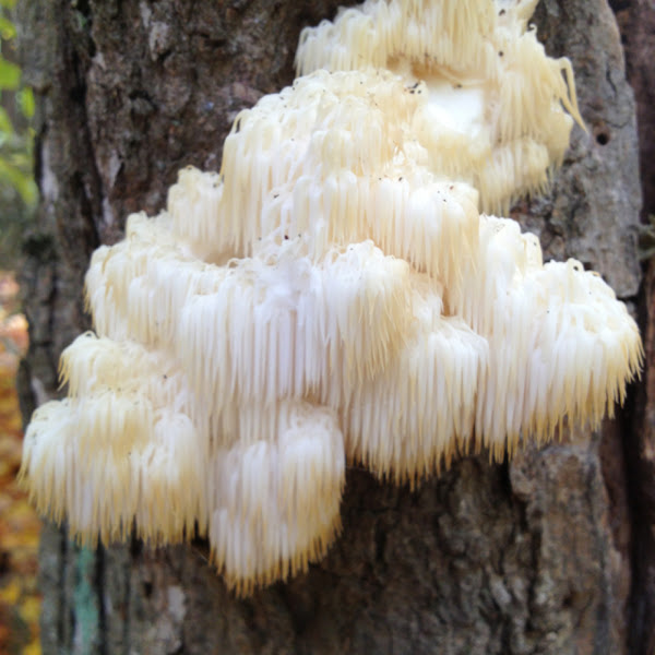 Bear's Head Tooth Fungus | Project Noah