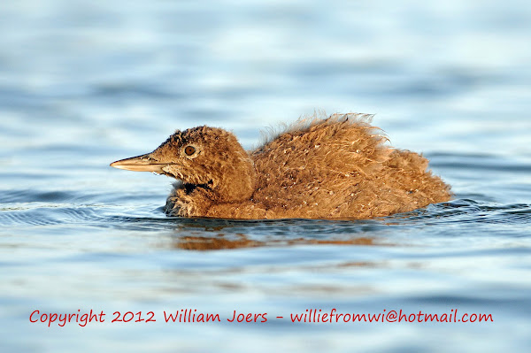 Great Northern Loon | Project Noah