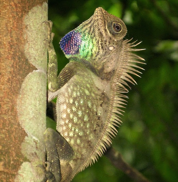 Bell's Anglehead Lizard | Project Noah