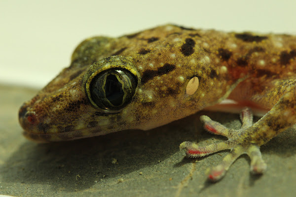 Spotted House Gecko | Project Noah